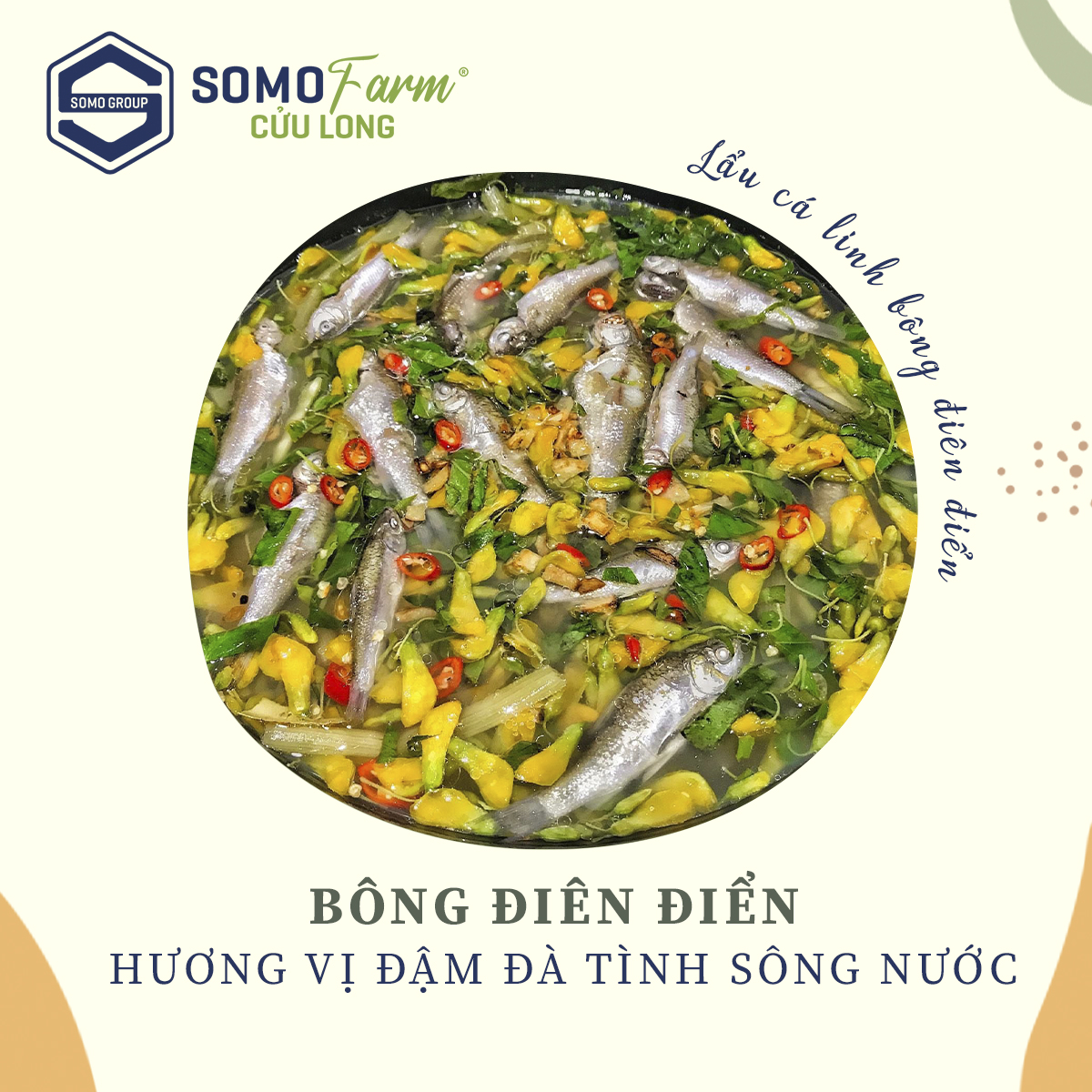 BÔNG ĐIÊN ĐIỂN: HƯƠNG VỊ ĐẬM ĐÀ TÌNH SÔNG NƯỚC - Somofarm Cửu Long